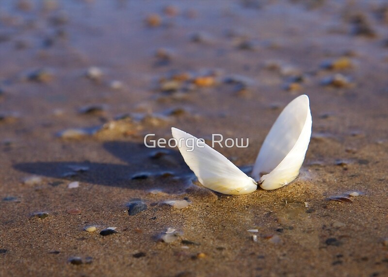 "Cockle Shell in Evening light at Fahan" by George Row | Redbubble