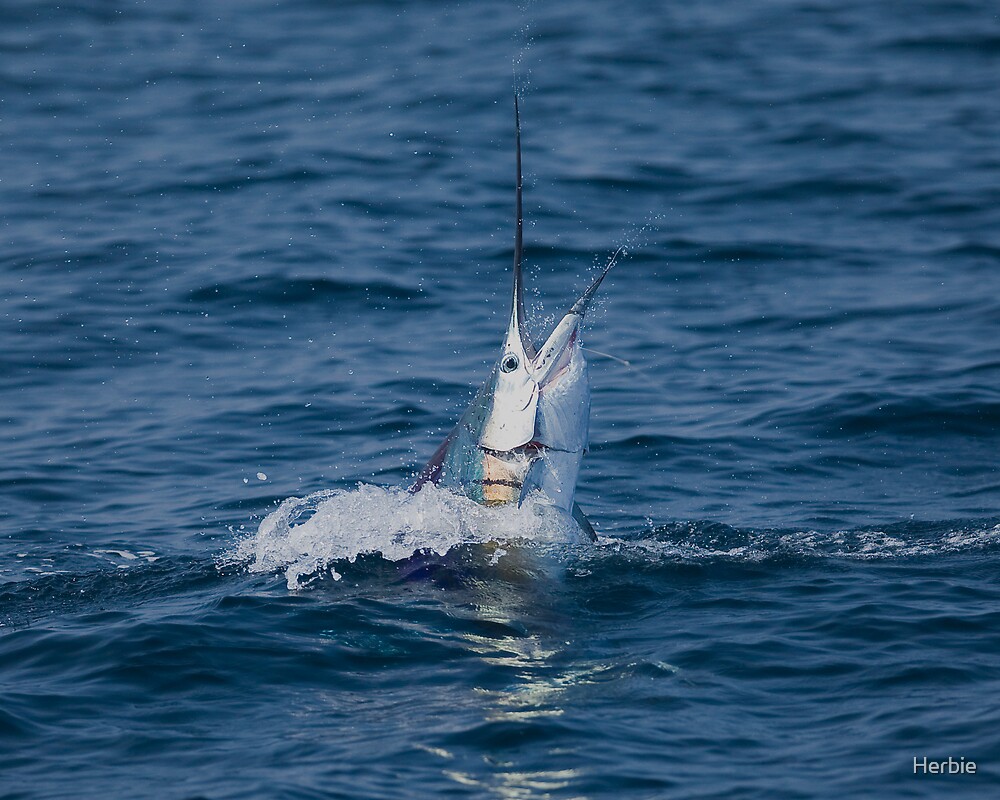 "Pacific Sailfish" by Herbie | Redbubble