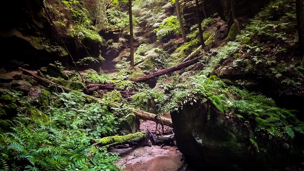 "Jurassic" by Shellie Hill | Redbubble