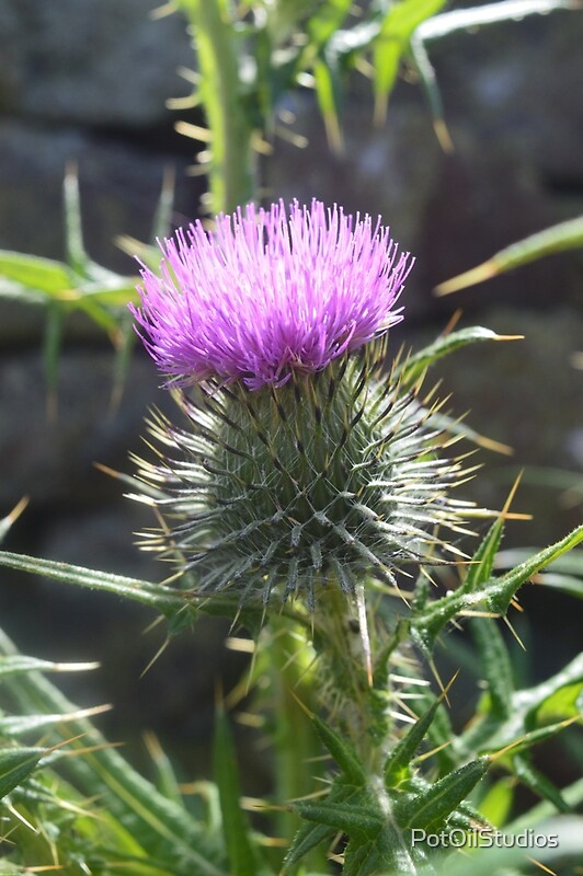 "Thistle, National Flower of Scotland" by PotOilStudios | Redbubble