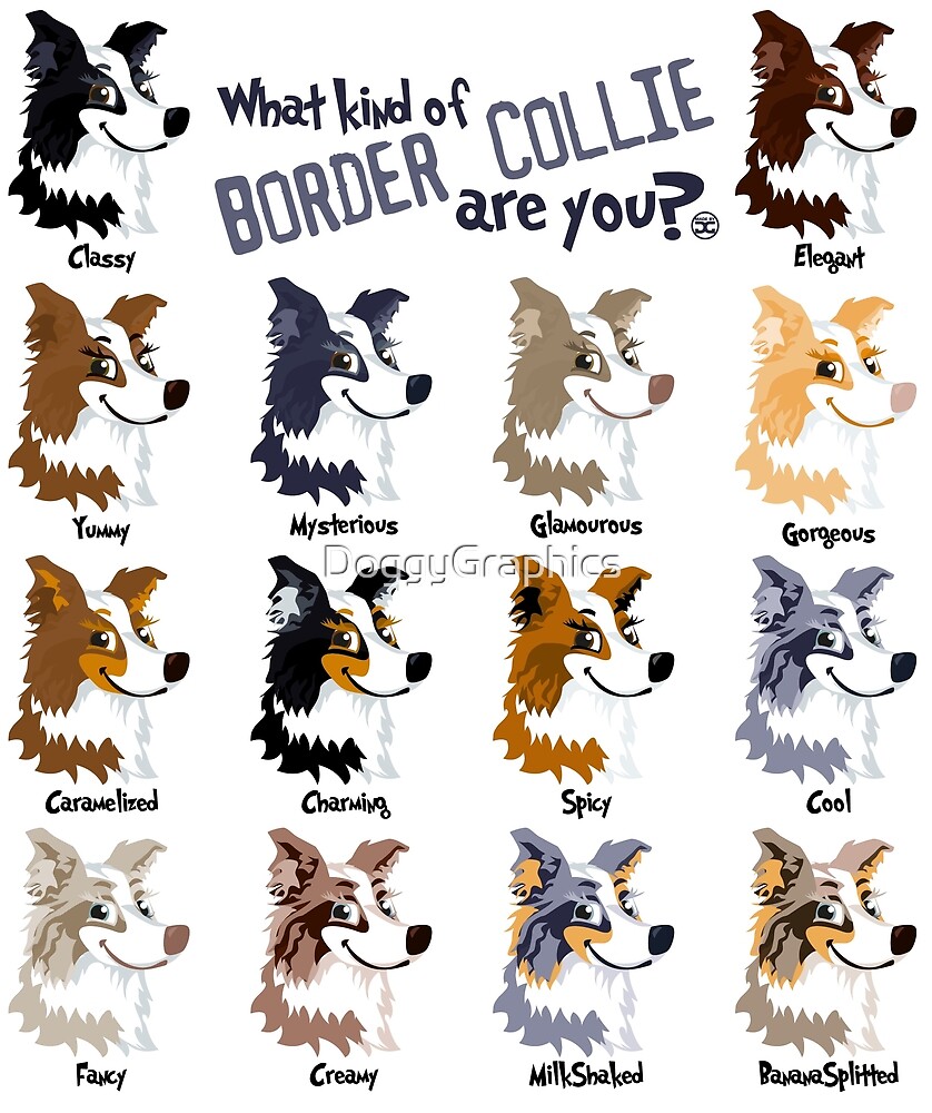 "Border Collie colors" by DoggyGraphics | Redbubble