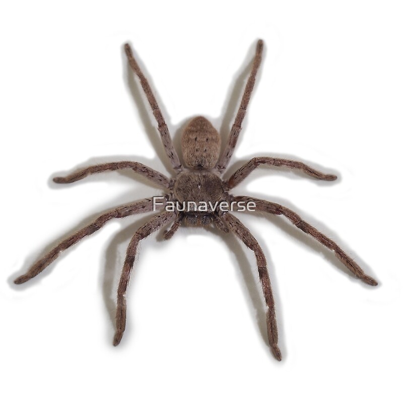 "Huntsman" by Faunaverse | Redbubble