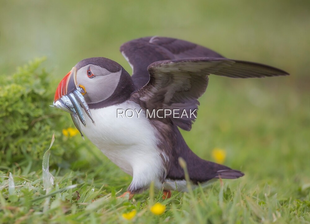 "A Puffin's catch" by ROY MCPEAK | Redbubble