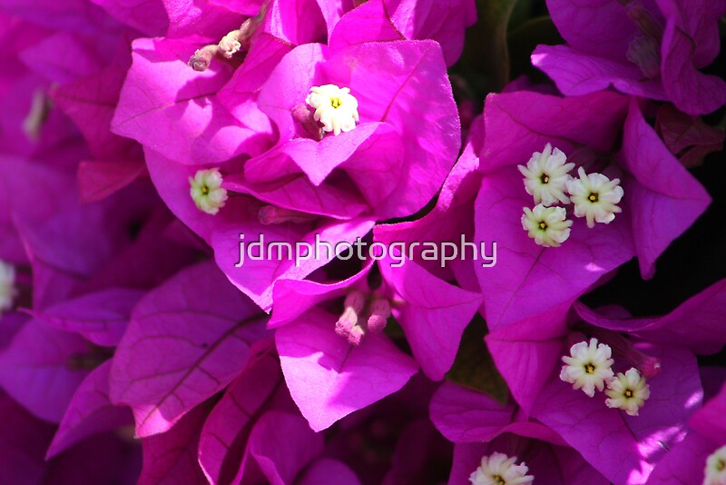 "Cuban flowers" by jdmphotography | Redbubble