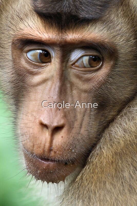 "Watching Carefully. Pig-tailed Macaque Portrait. Borneo. " by Carole ...