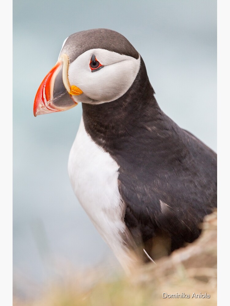 "Maskonur" Photographic Print by domcia | Redbubble