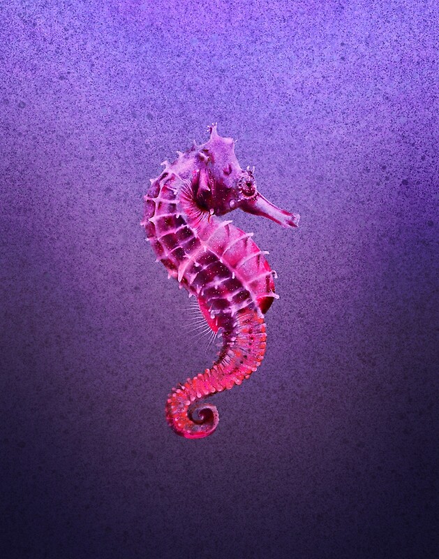 "Purple Seahorse" by DonnaKBrowning | Redbubble