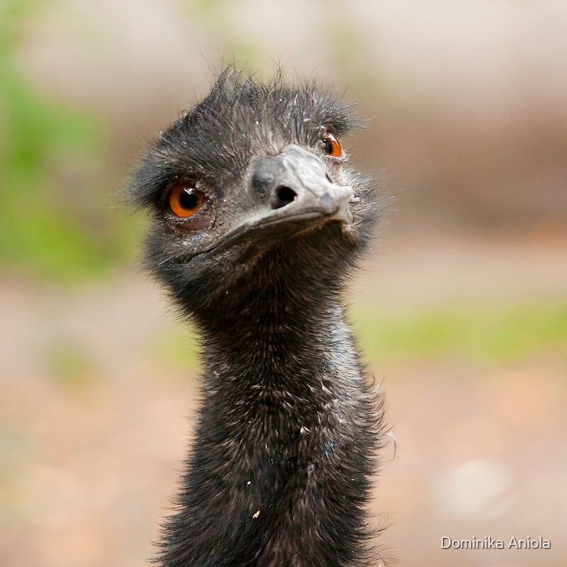 "Emu" by Dominika Aniola | Redbubble