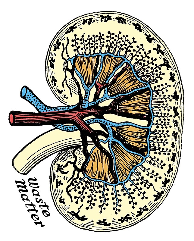 "Kidney vintage illustration" by PRRINT | Redbubble