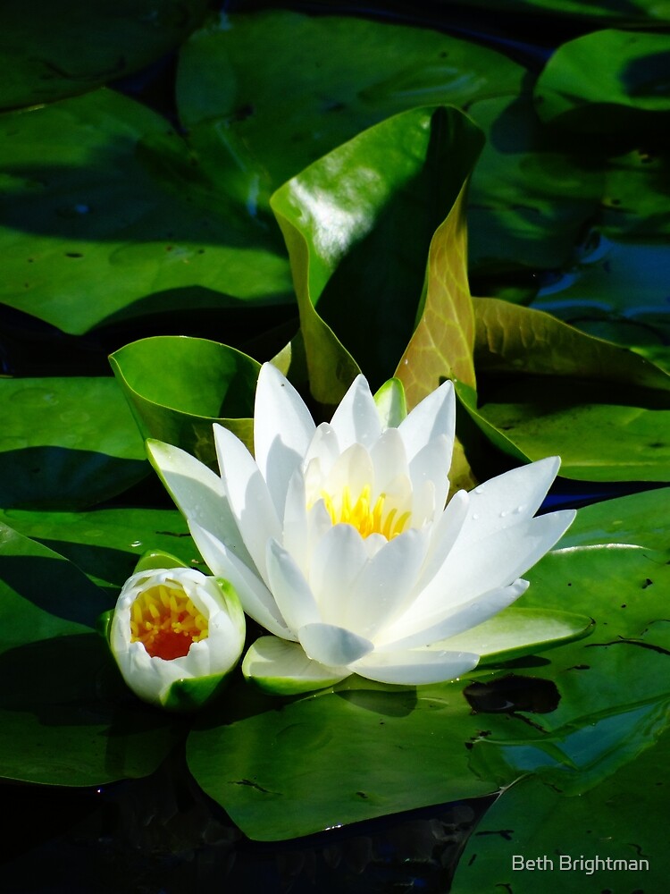 "White Water Lily and Bud on Lily Pad" by Beth Brightman | Redbubble