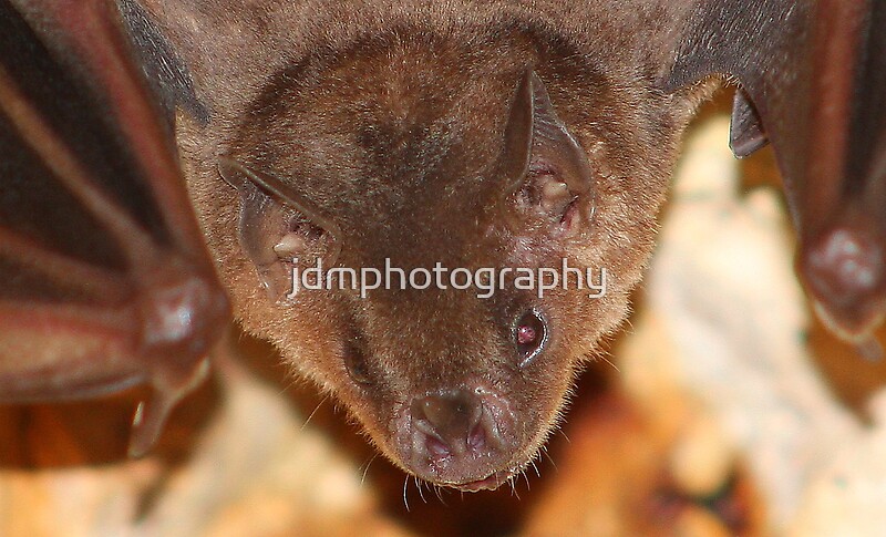 "In A Bats Eye (Cuba)" by jdmphotography | Redbubble