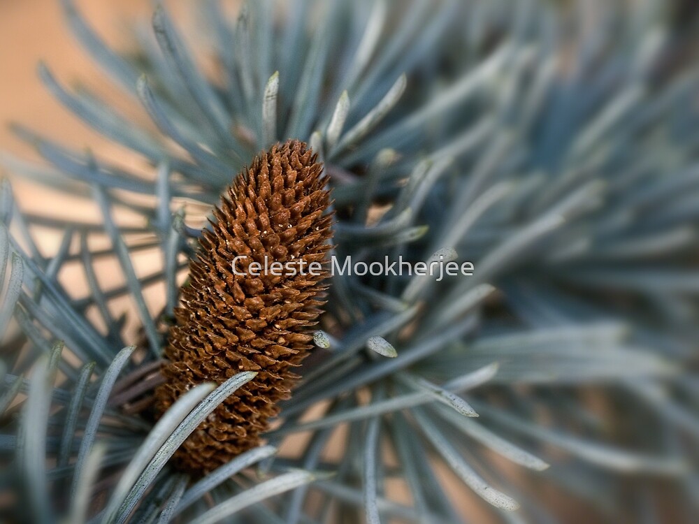 «Cedro azul del atlas» de Celeste Mookherjee | Redbubble