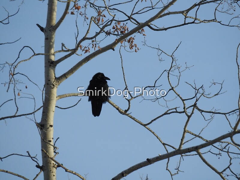 "Fluffy Raven" by SmirkDog-Photo | Redbubble