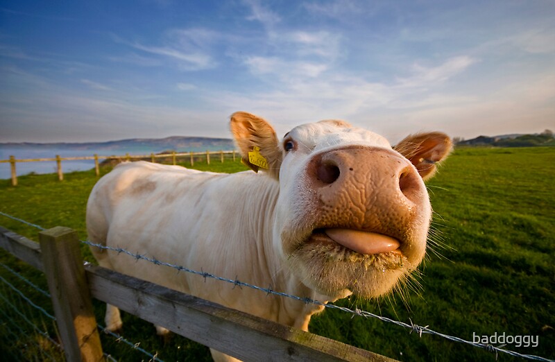 "Cheeky Cow" by baddoggy | Redbubble
