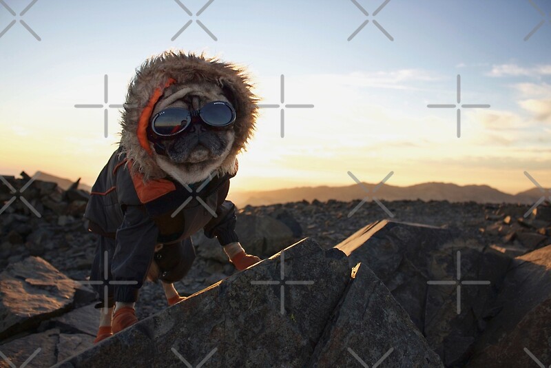 "This Pug Eats Mountains For Breakfast" by pugventurephoto | Redbubble