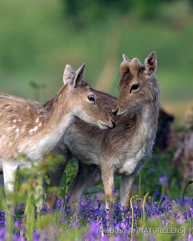 "Fallow Deer in Spring Time" by Neil Bygrave (NATURELENS) | Redbubble