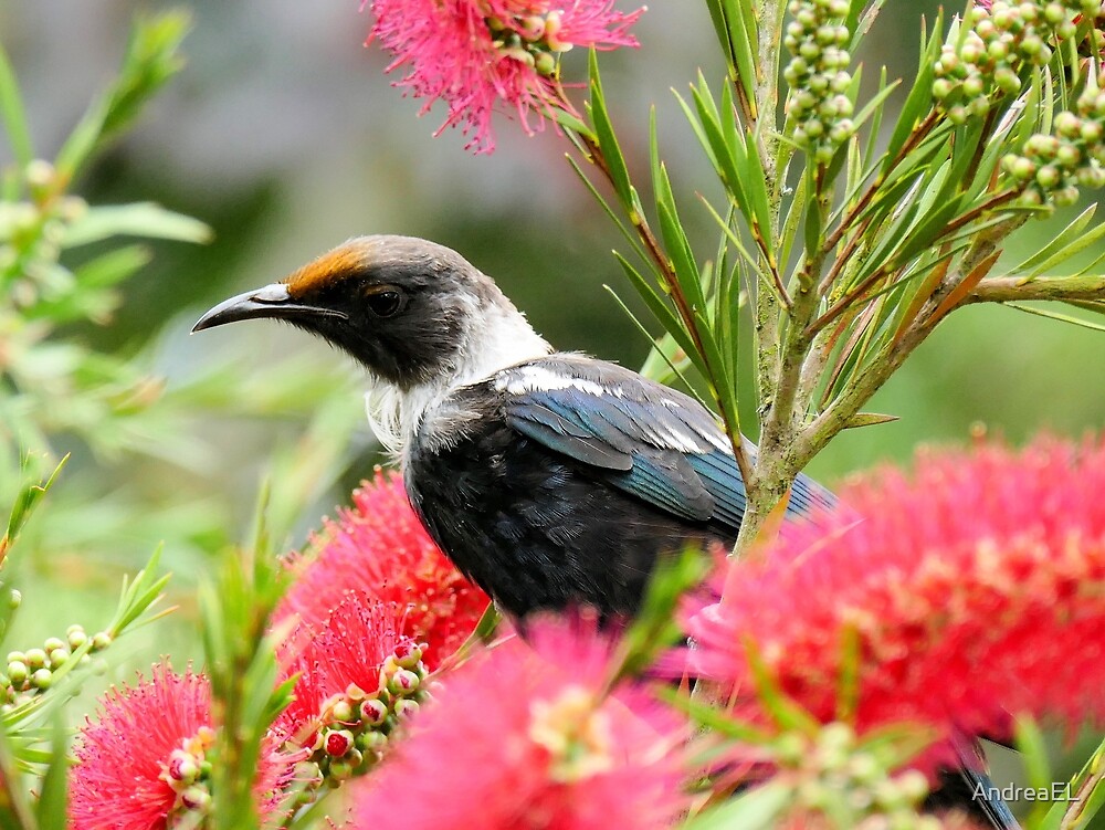 "Juvenile Tui - Pukerau" by AndreaEL | Redbubble
