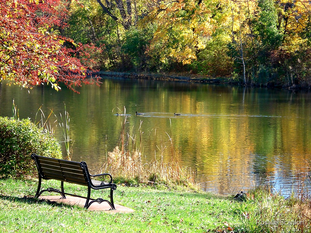 "Peaceful Setting" by Rosalie Scanlon | Redbubble