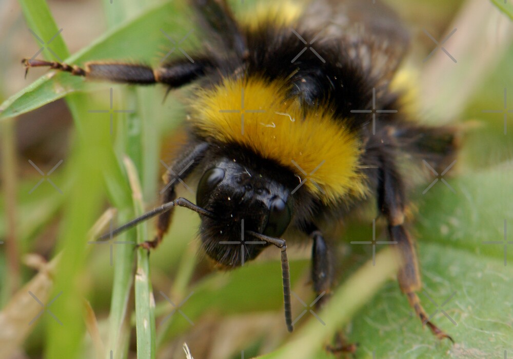 "Jungle Bee" by ApeArt | Redbubble