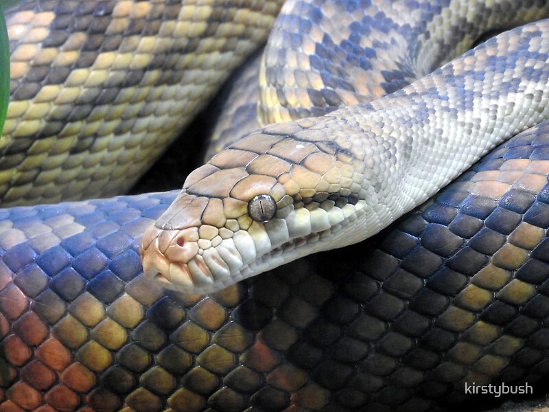"Amethystine Python" by kirstybush | Redbubble