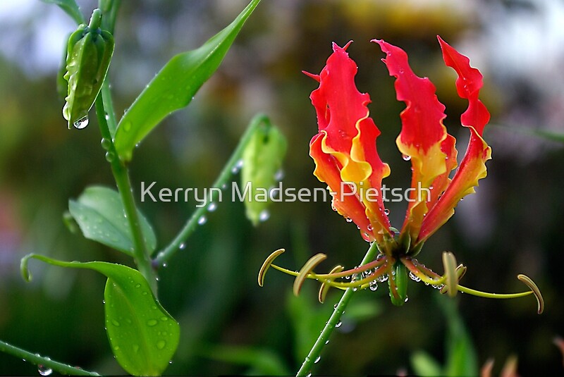 "Fire Flame Kissed with Raindrops" by Kerryn Madsen-Pietsch | Redbubble