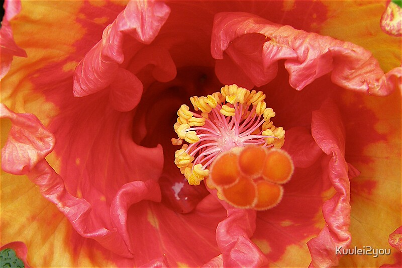 "beautiful Pua (flower)" by Kuulei2you | Redbubble