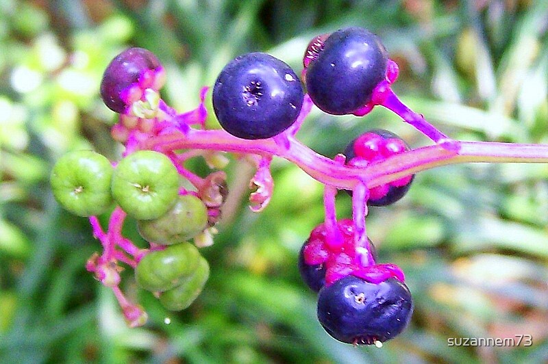 "Pretty Poke Berries" by suzannem73 | Redbubble