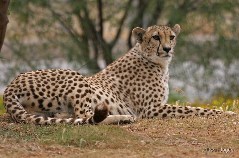 "Relaxing and Ready to Pounce Cheetah" by Judson Joyce | Redbubble