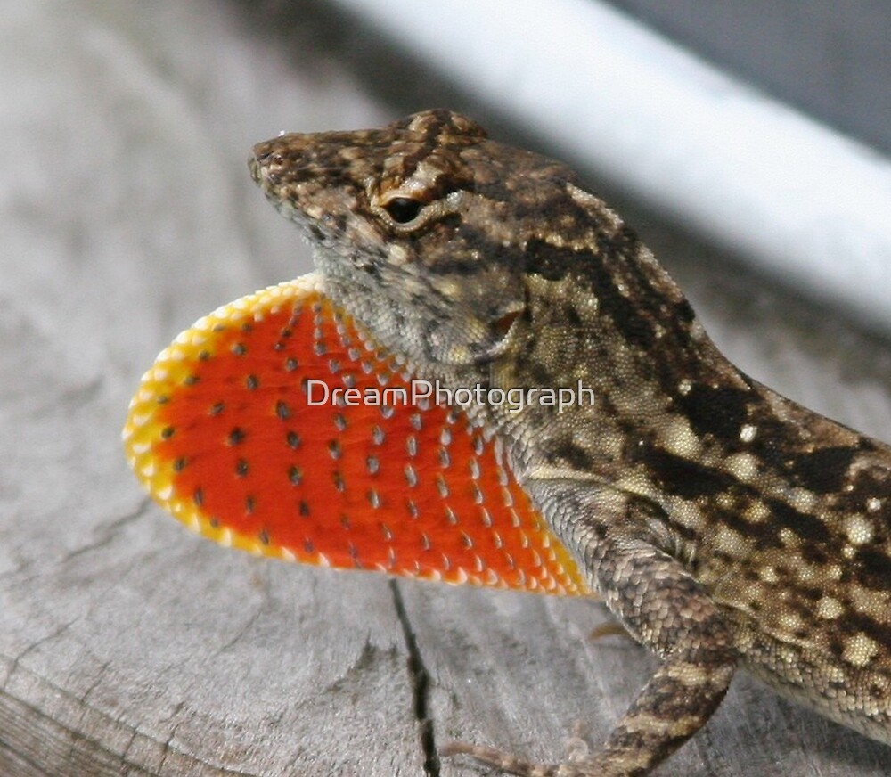"Lizard Mating Call" by DreamPhotograph | Redbubble