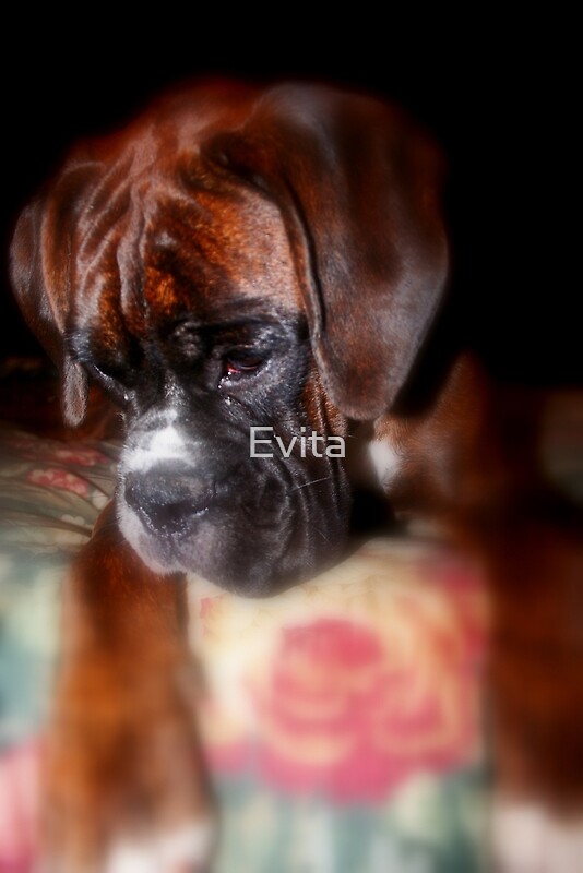 "I'm Sorry -Boxer Dogs Series-" by Evita | Redbubble