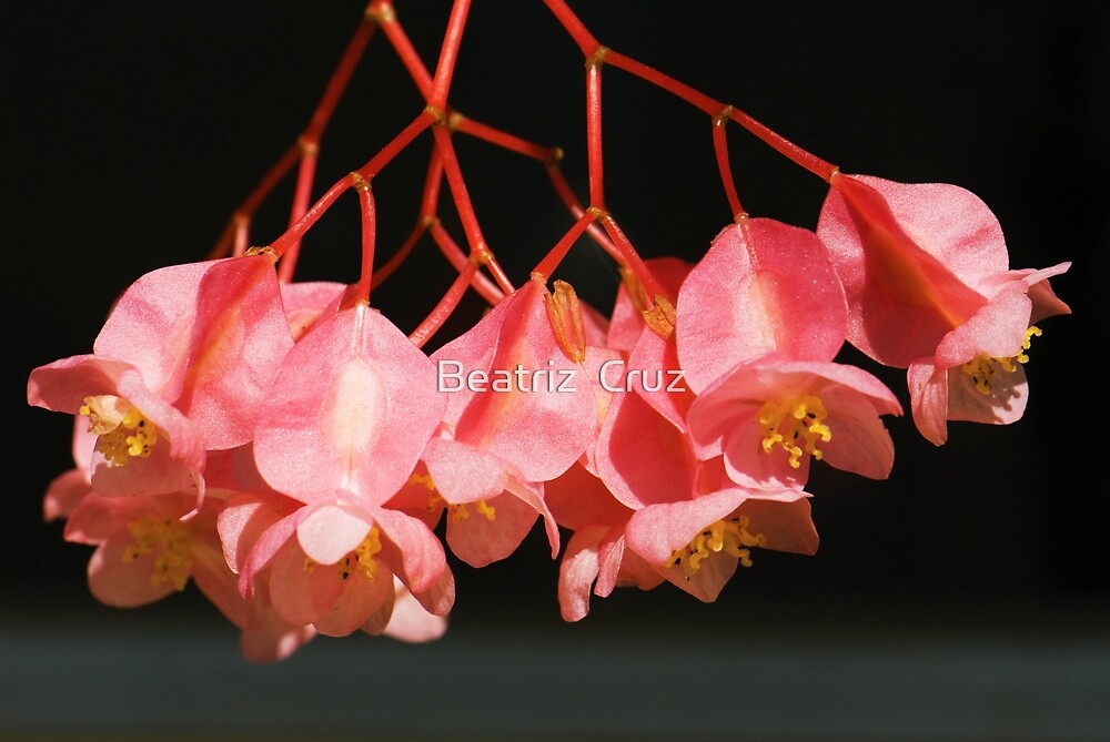"Pink Begonia Angel Wing Flowers" by Beatriz Cruz | Redbubble