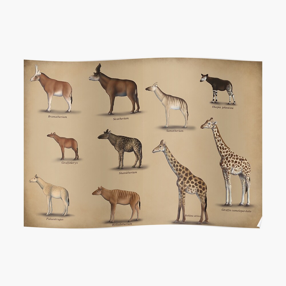 "Giraffidae- giraffe, okapi, and their extinct relatives." Poster by ...