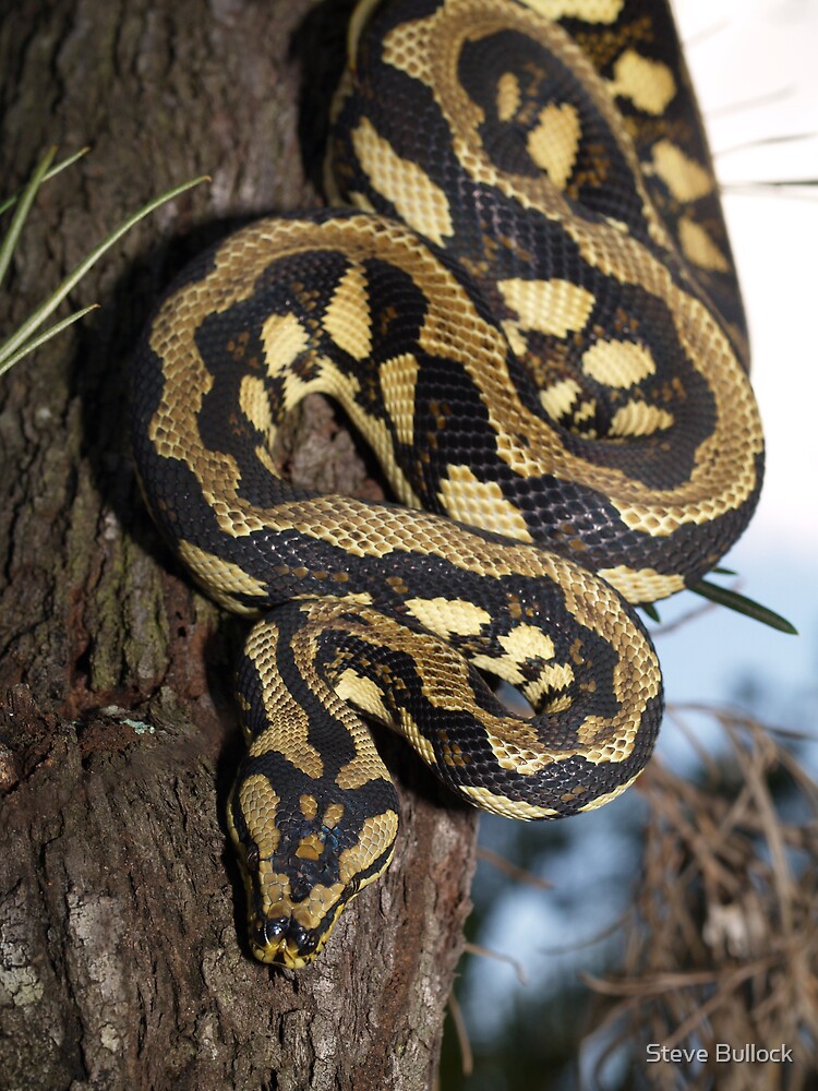 "Palmerston Jungle Carpet Python" by Steve Bullock | Redbubble