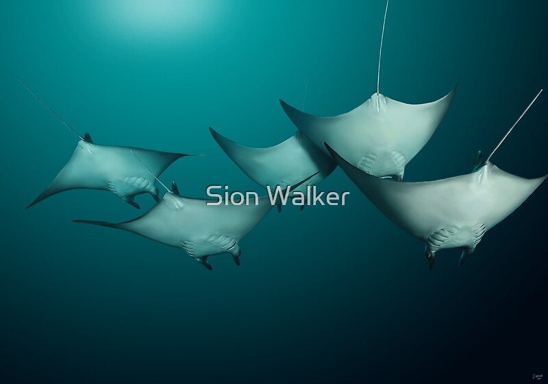 "Manta Ray painting " by Sion Walker | Redbubble