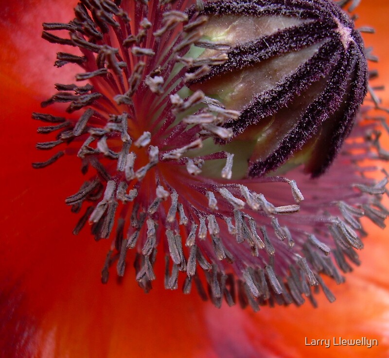 "The Hat of "Attila The Hun"....." by Larry Llewellyn | Redbubble