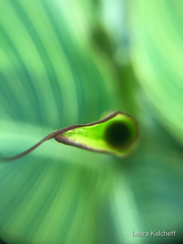 "Coiled Leaf" by Laura Kalcheff | Redbubble
