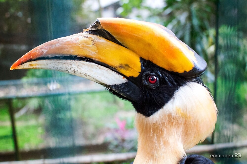"Tucan in Malaysia" by emmanem23 | Redbubble