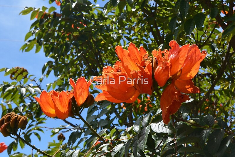 "Vibrant Flowering Tree in Honduras with Bright Orange Blooms" by Carla ...