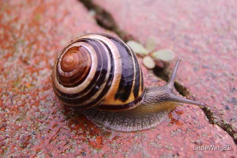 "Slug in a Shell" by LittleWing21 | Redbubble