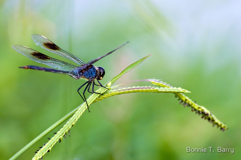 "Dragonfly at Lake Martin" by Bonnie T. Barry | Redbubble