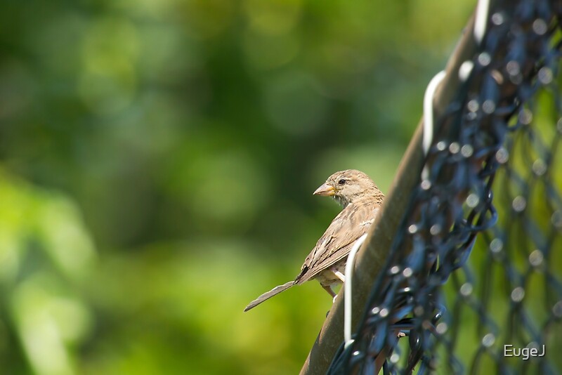 "Whatcha Looking At?" by EugeJ | Redbubble