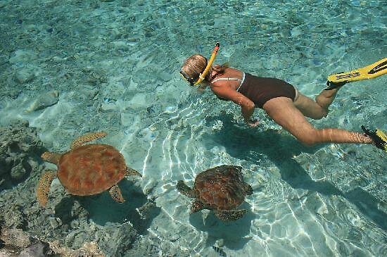 "Swimming with turtles at lagoon in Bora Bora, Tahiti" by chord0 | Redbubble