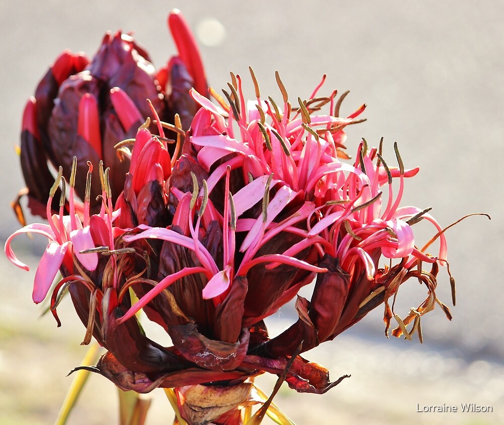 "Australian Gymea Lily" by Lorraine Wilson | Redbubble