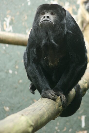 "Black Howler Monkey (Alouatta caraya) - Twycross Zoo" by amjaywed ...
