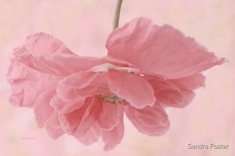 "Pretty Pink Poppy Macro" by Sandra Foster | Redbubble
