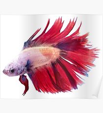 Betta Fish: Posters | Redbubble