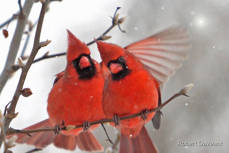 "Two Red Cardinals" by Robert Daveant | Redbubble
