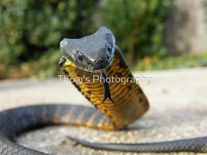 "Black and Yellow Kill a Fellow ( Tiger snake )" by Thow's Photography ...