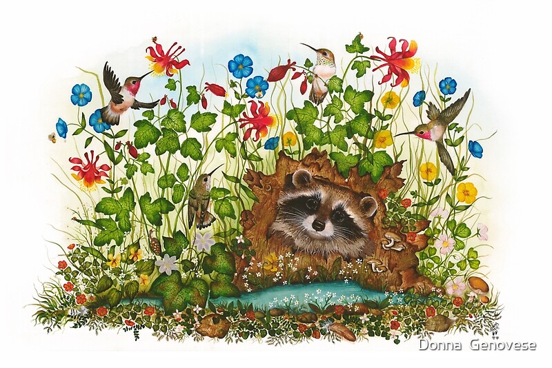 "Raccoon with Hummingbirds" by Donna Genovese | Redbubble