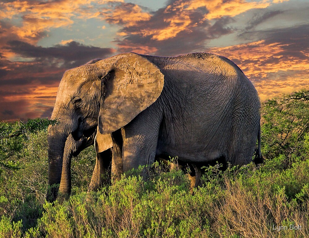 "Elephants at Sunset" by Lynn Bolt | Redbubble
